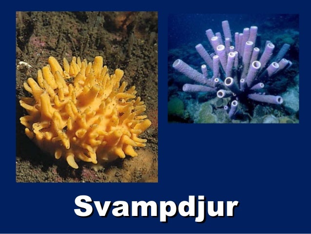 Svampdjur power point