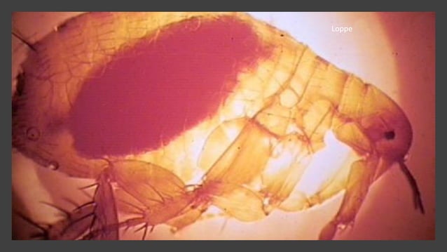 Svartedauden | PPT | Free Download