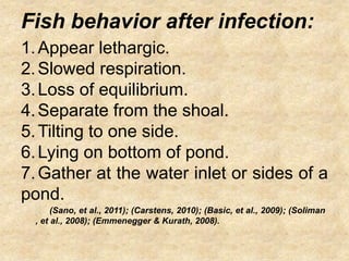 Spring viremia of Carp | PPTX