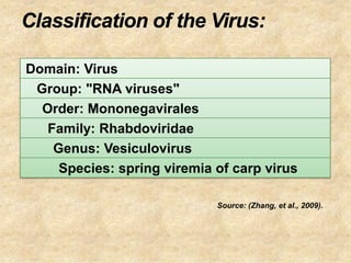 Spring viremia of Carp | PPTX