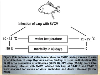 Spring viremia of Carp | PPTX