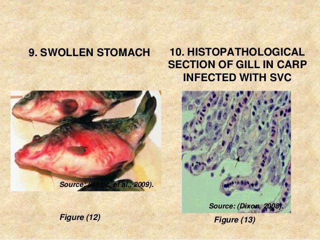 Spring viremia of Carp