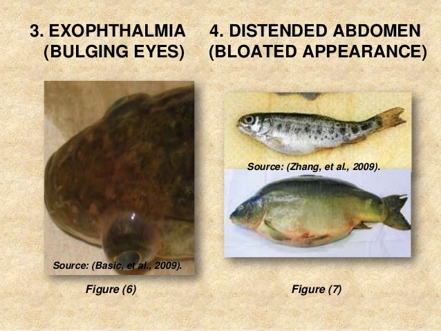 Spring viremia of Carp
