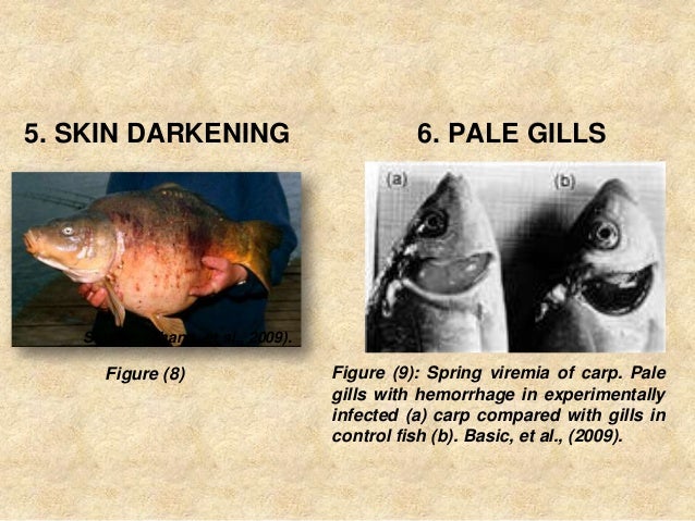 Spring viremia of Carp