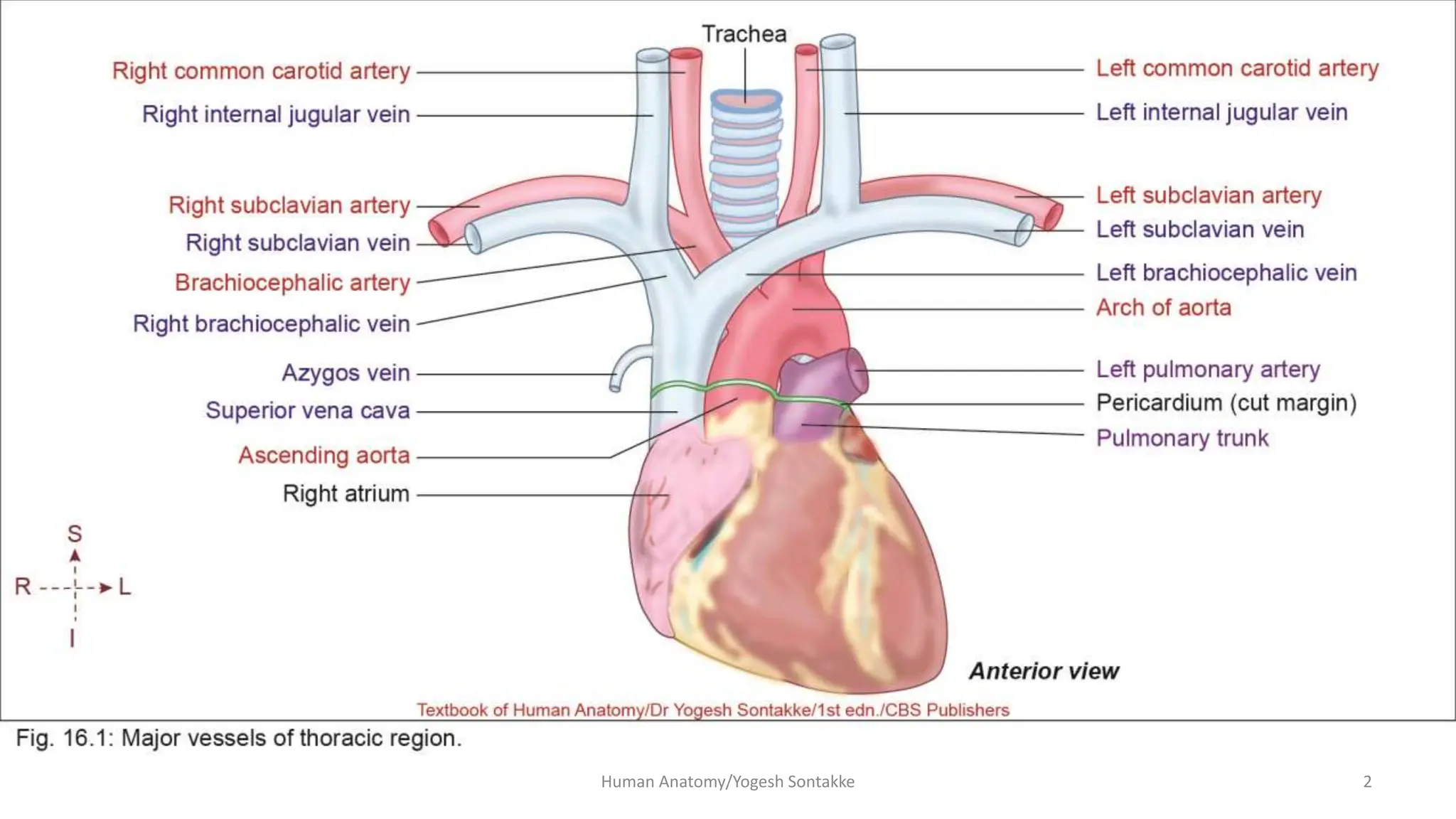 ANATOMT OF SVC & AZYGOS SYSTEM AND APPLIED ASPECTSppt | PPT