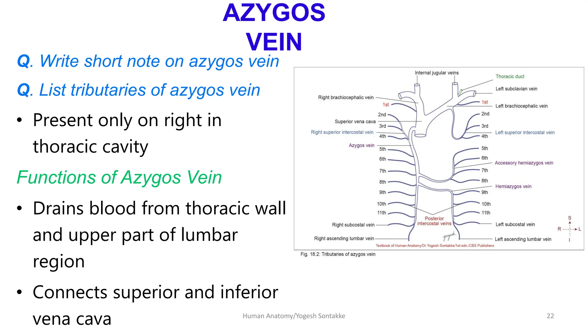 ANATOMT OF SVC & AZYGOS SYSTEM AND APPLIED ASPECTSppt | PPT