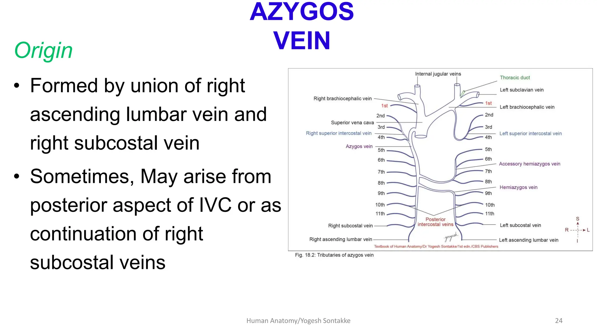 ANATOMT OF SVC & AZYGOS SYSTEM AND APPLIED ASPECTSppt | PPT