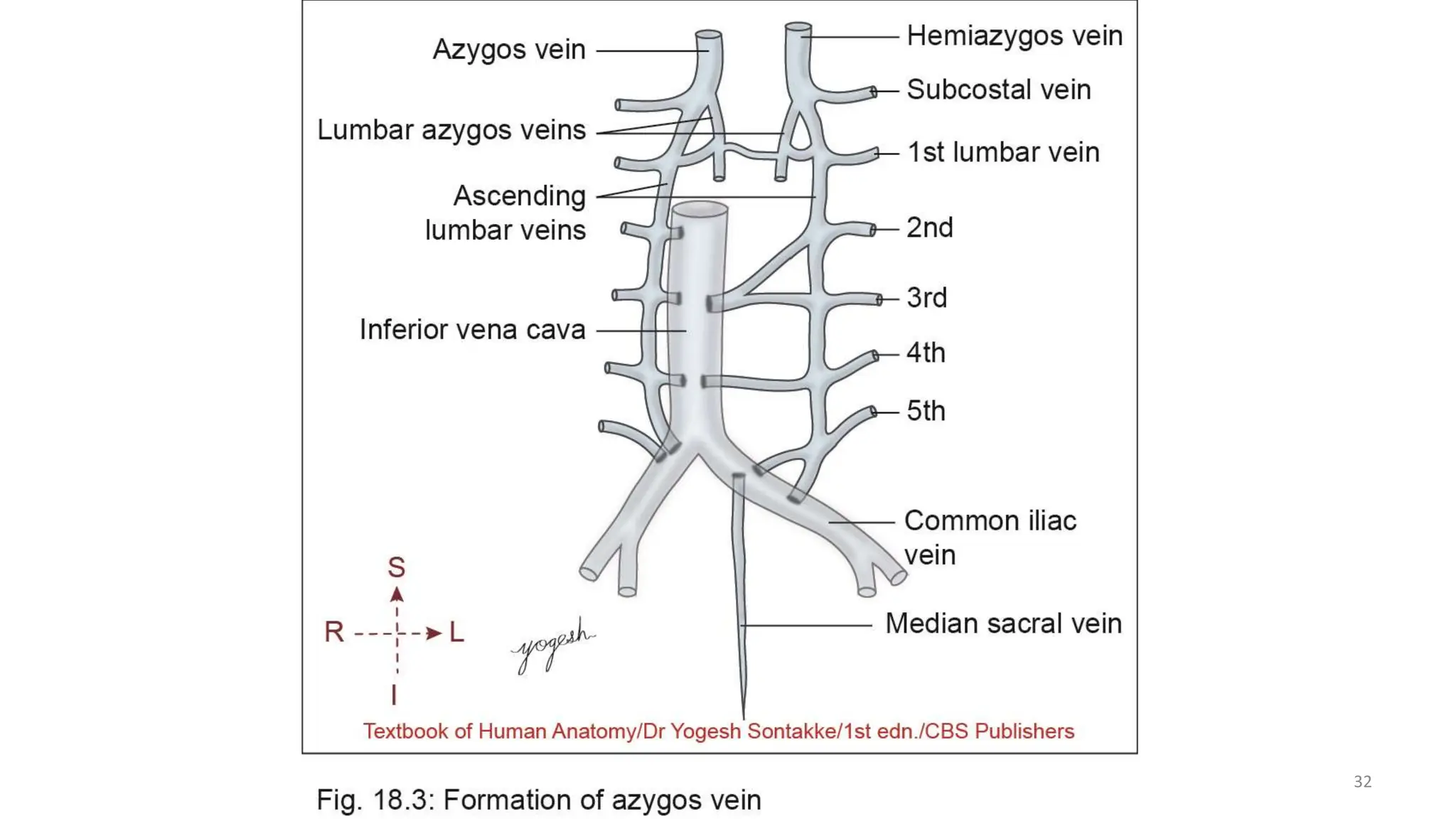 ANATOMT OF SVC & AZYGOS SYSTEM AND APPLIED ASPECTSppt | PPT