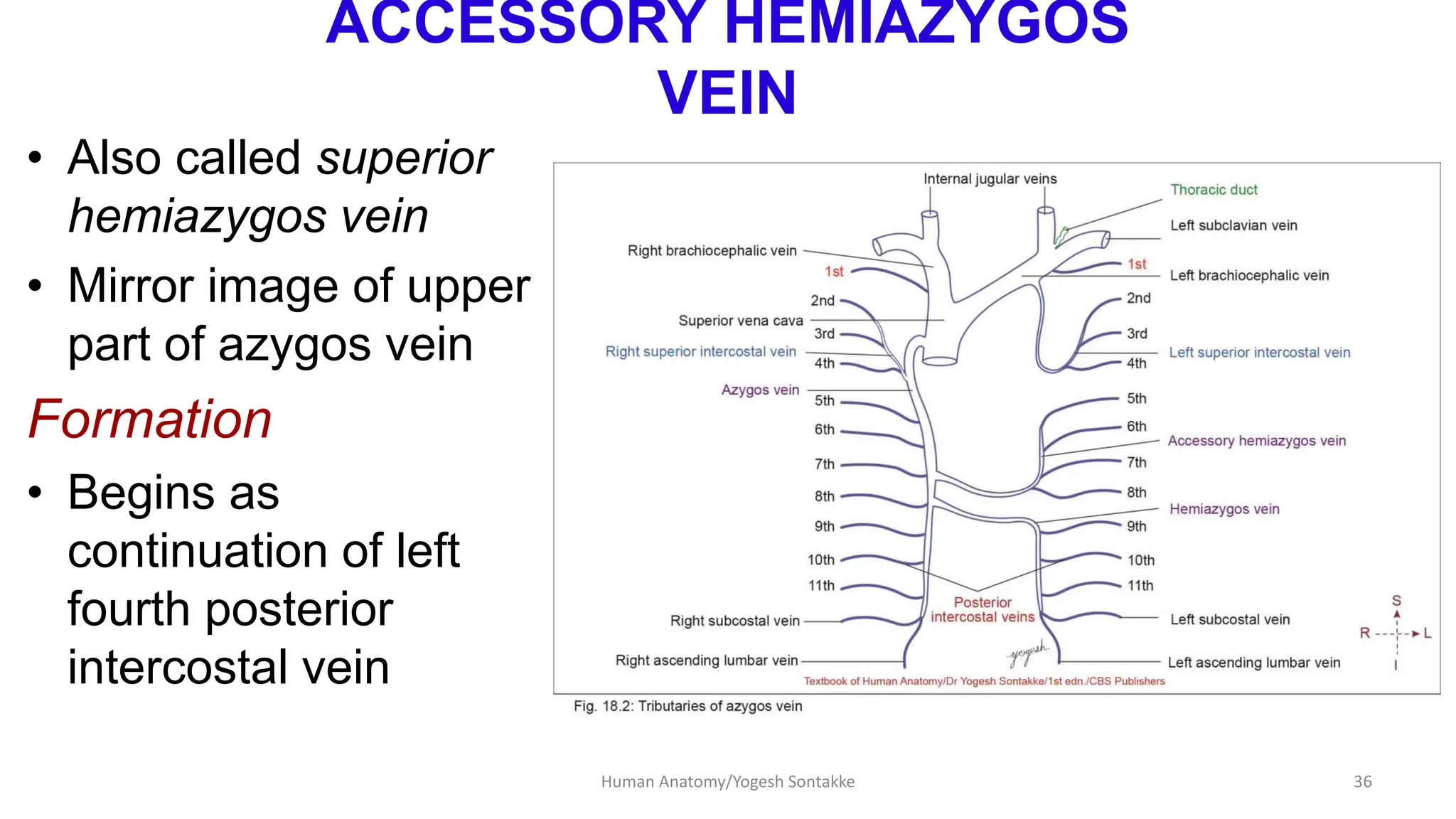 ANATOMT OF SVC & AZYGOS SYSTEM AND APPLIED ASPECTSppt | PPT