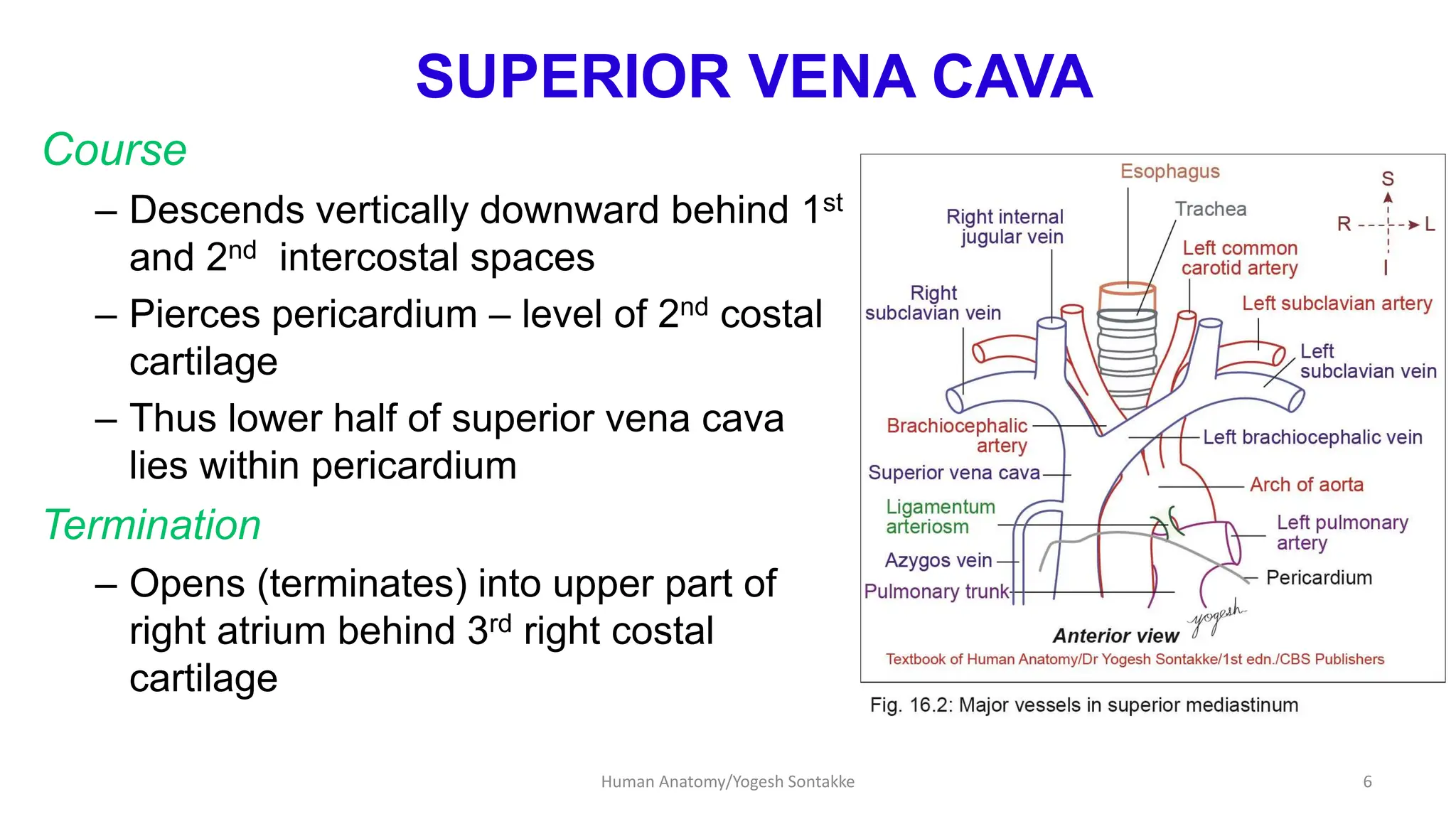 ANATOMT OF SVC & AZYGOS SYSTEM AND APPLIED ASPECTSppt | PPT