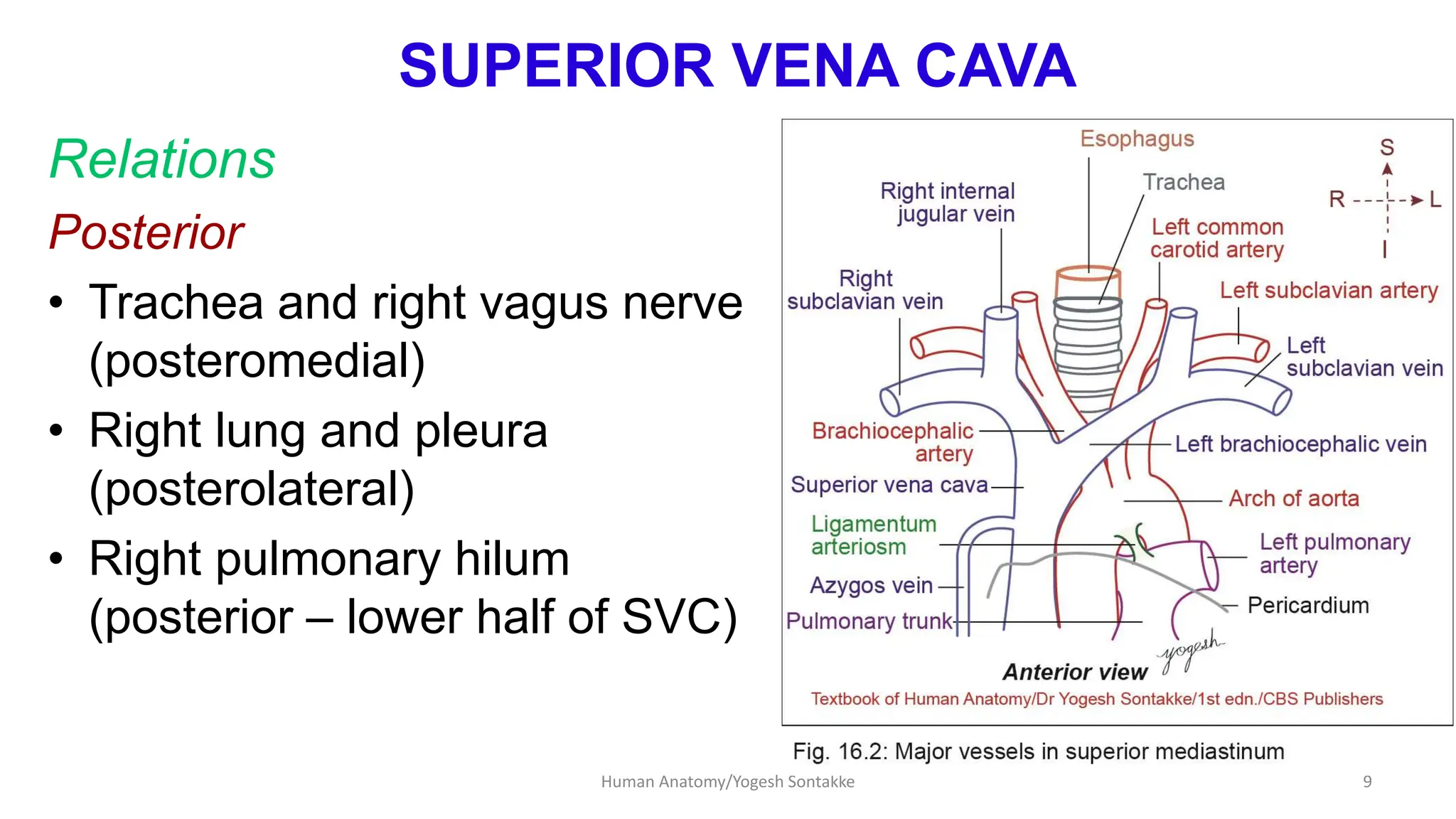 ANATOMT OF SVC & AZYGOS SYSTEM AND APPLIED ASPECTSppt | PPT