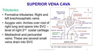 ANATOMT OF SVC & AZYGOS SYSTEM AND APPLIED ASPECTSppt | PPT