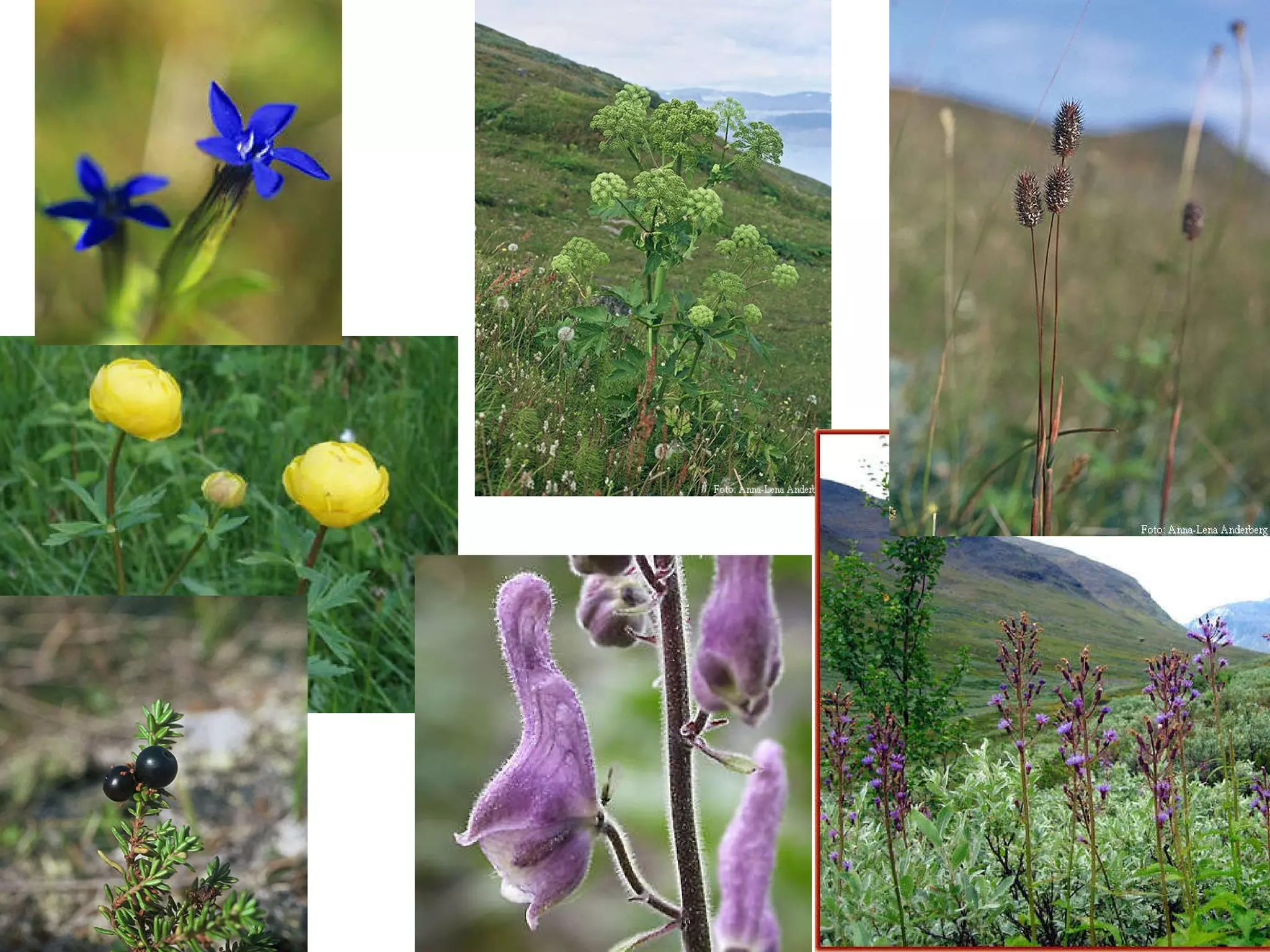 Svenska Naturtyper | PPT