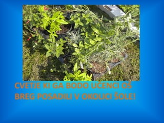 Svetovni dan zemlje | PPTX