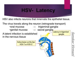 Herpesviridae Presentation | PPT