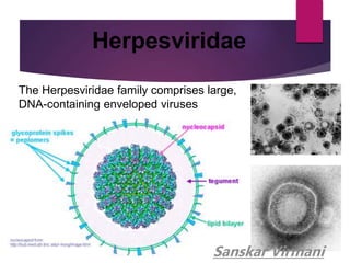 Herpesviridae Presentation | PPT