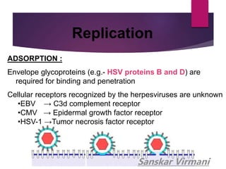 Herpesviridae Presentation | PPT