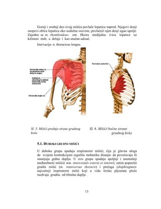 Svi misici | PPT