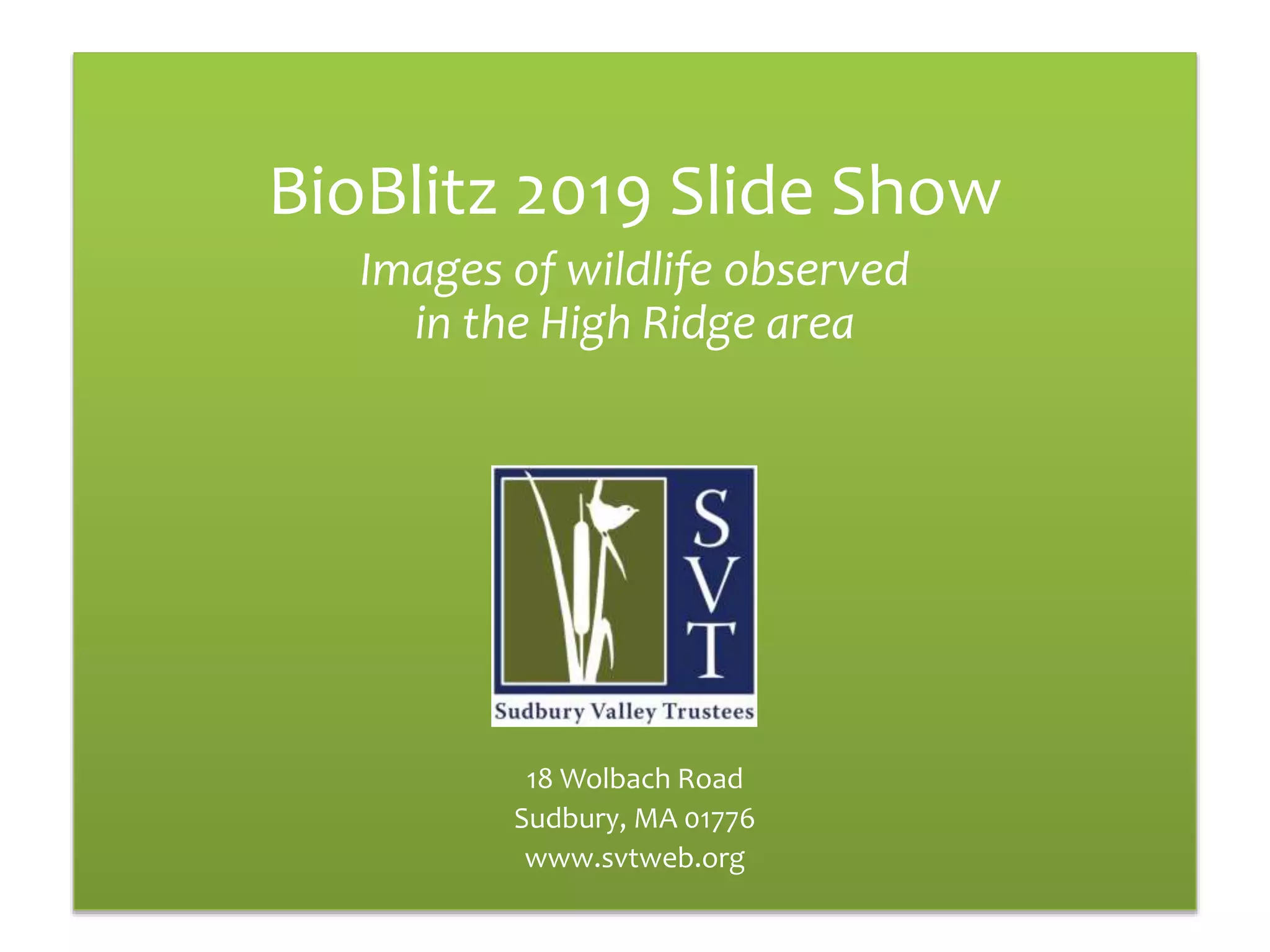 SVT BioBlitz 2019: Cool Observations | PPT