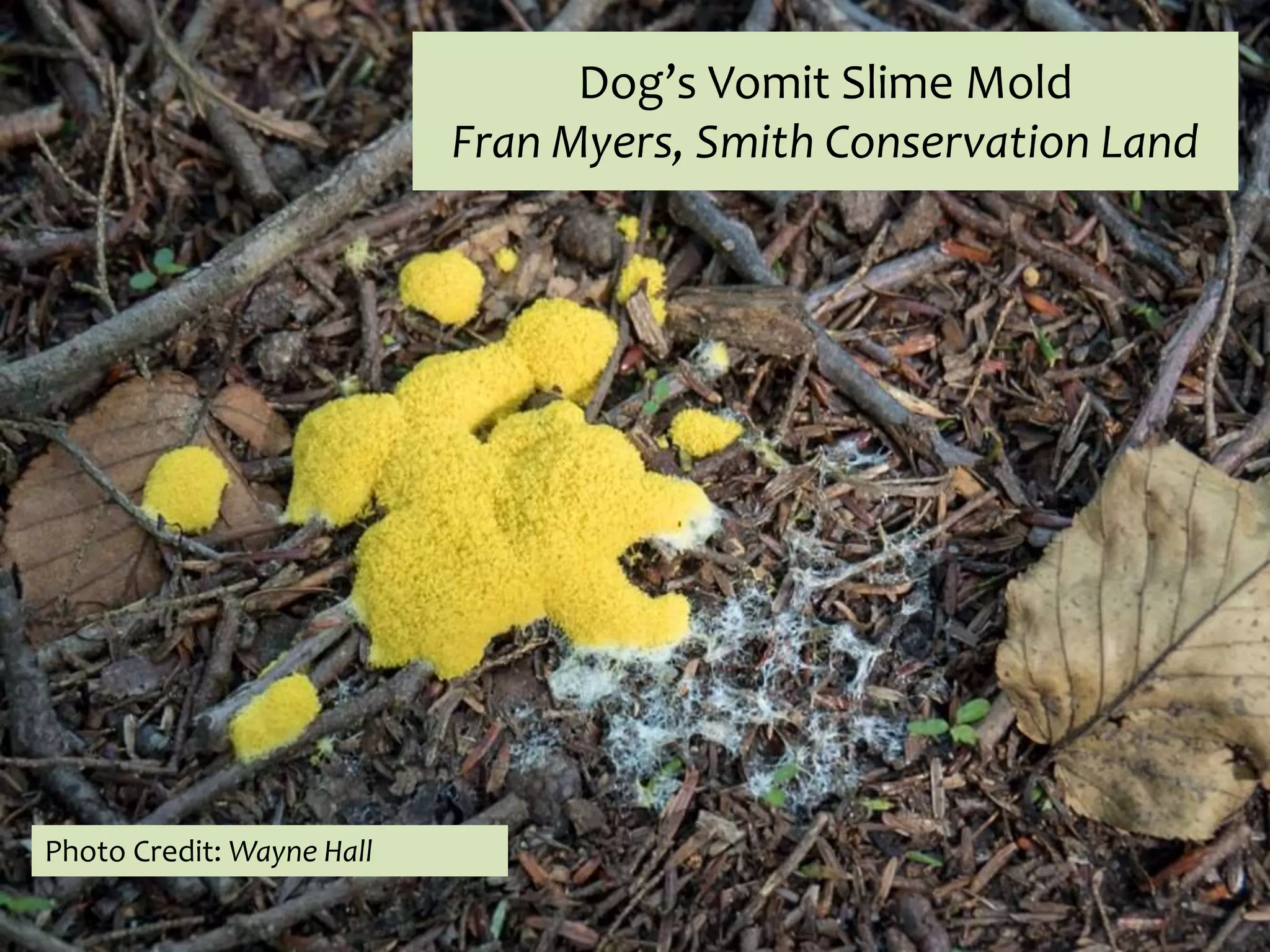 SVT BioBlitz 2019: Cool Observations | PPT