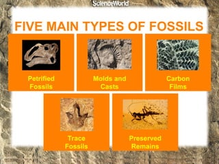 fossil and types of fossil and fossilization and how fossil is formed | PPT