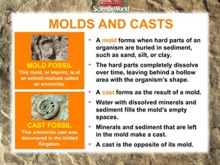 fossil and types of fossil and fossilization and how fossil is formed | PPT
