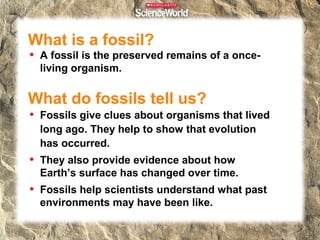 fossils | PPT