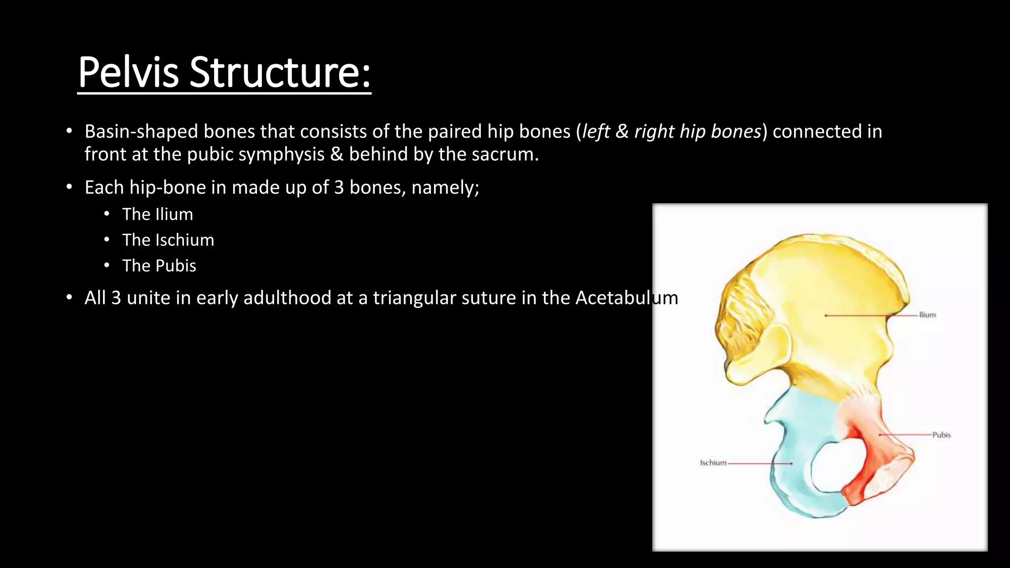 Pelvic Bones Anatomy-Male vs Female Pelvis | PPTX