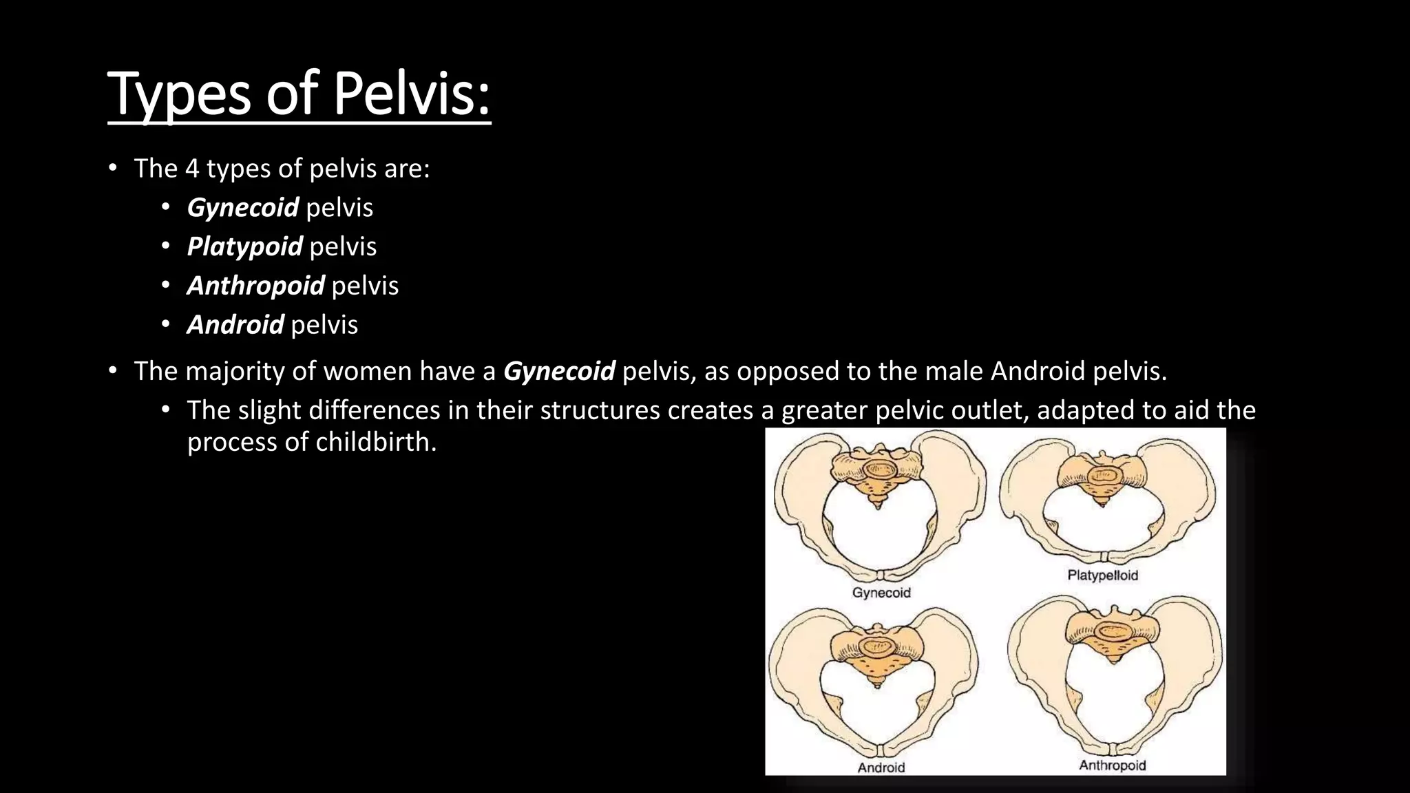 Pelvic Bones Anatomy-Male vs Female Pelvis | PPTX