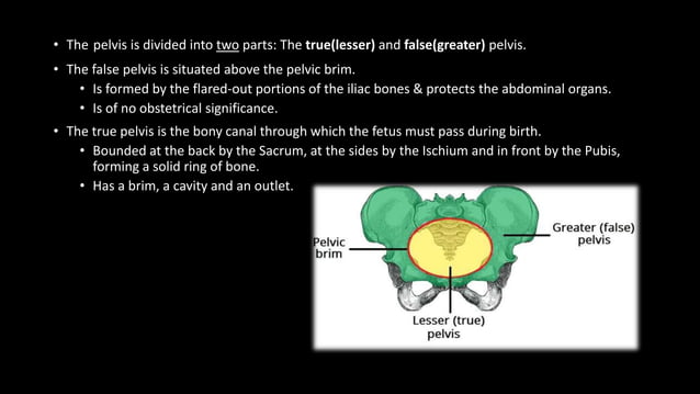 Pelvic Bones Anatomy-Male vs Female Pelvis | PPTX