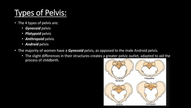 Pelvic Bones Anatomy-Male vs Female Pelvis | PPTX