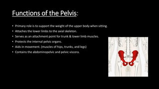 Pelvic Bones Anatomy-Male vs Female Pelvis | PPTX
