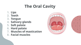 Swallowing Function And Dysfunction, An Introduction To Oropharyngeal ...