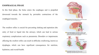 Swallow Reflex Pptx Physiology Lectures Pptx