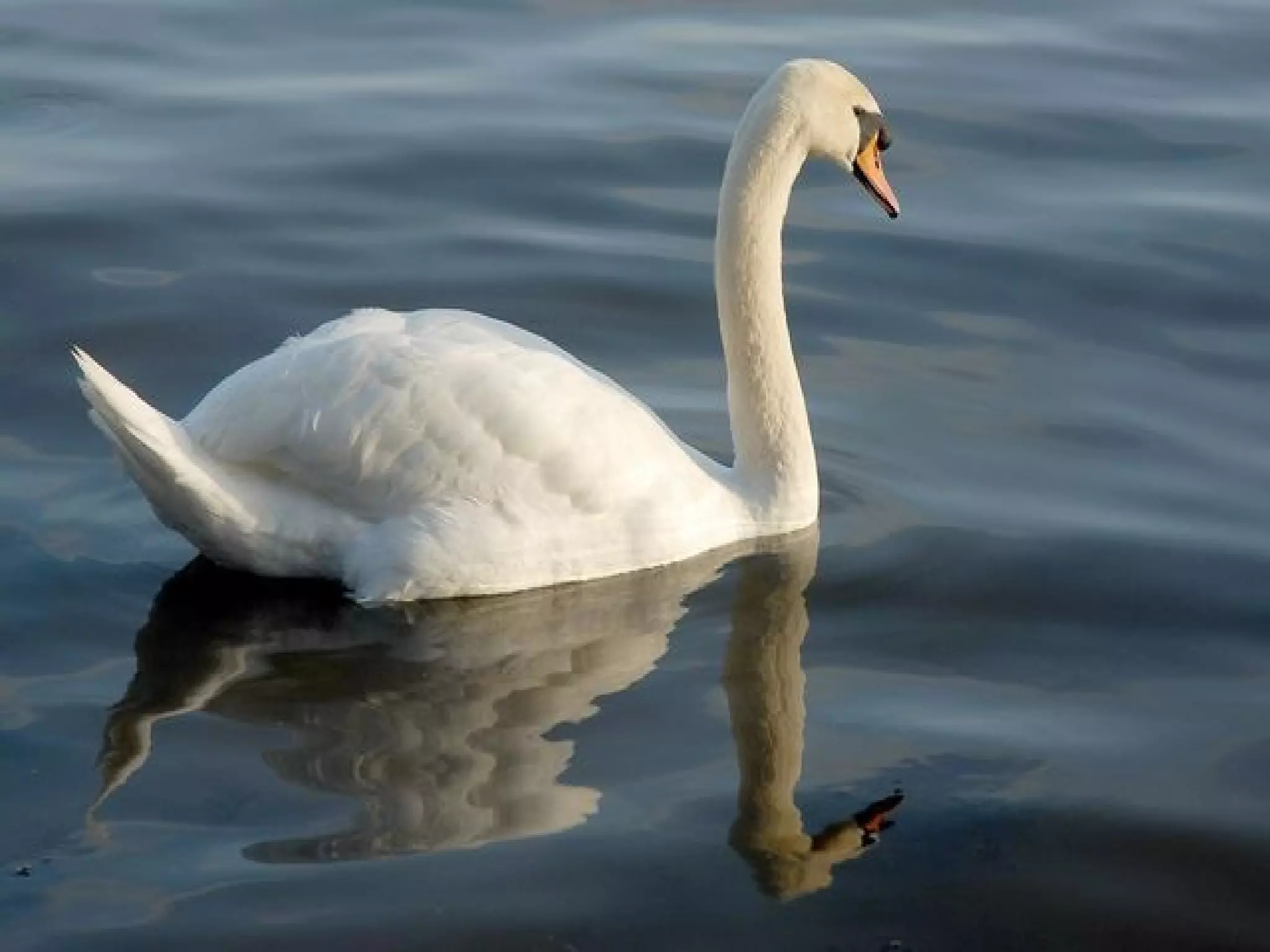 Swan Lake | PPS