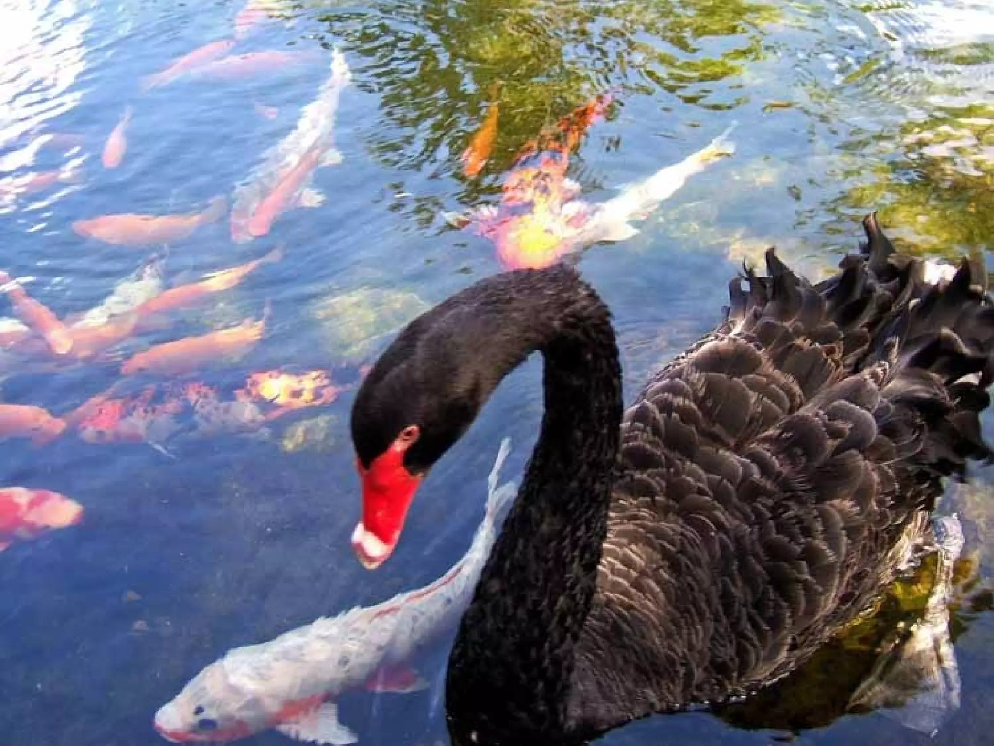 Swan Lake | PPS