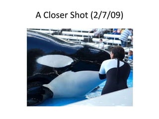 SeaWorld Working With Tili | PPT