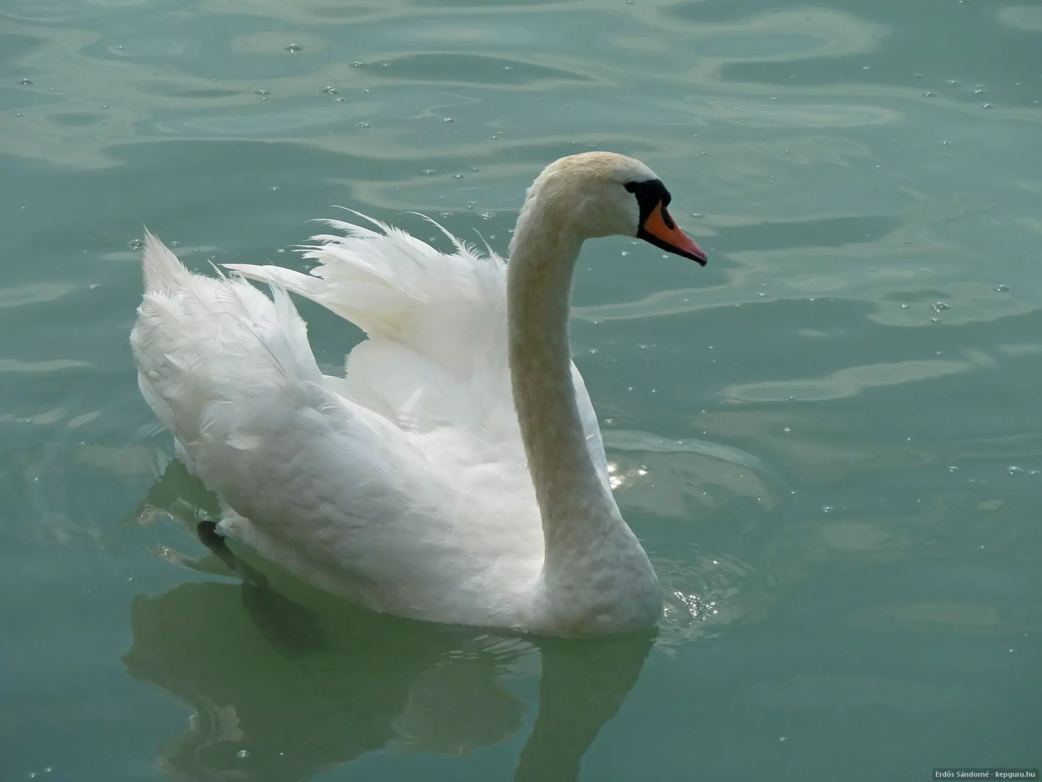 Swan lake | PPS