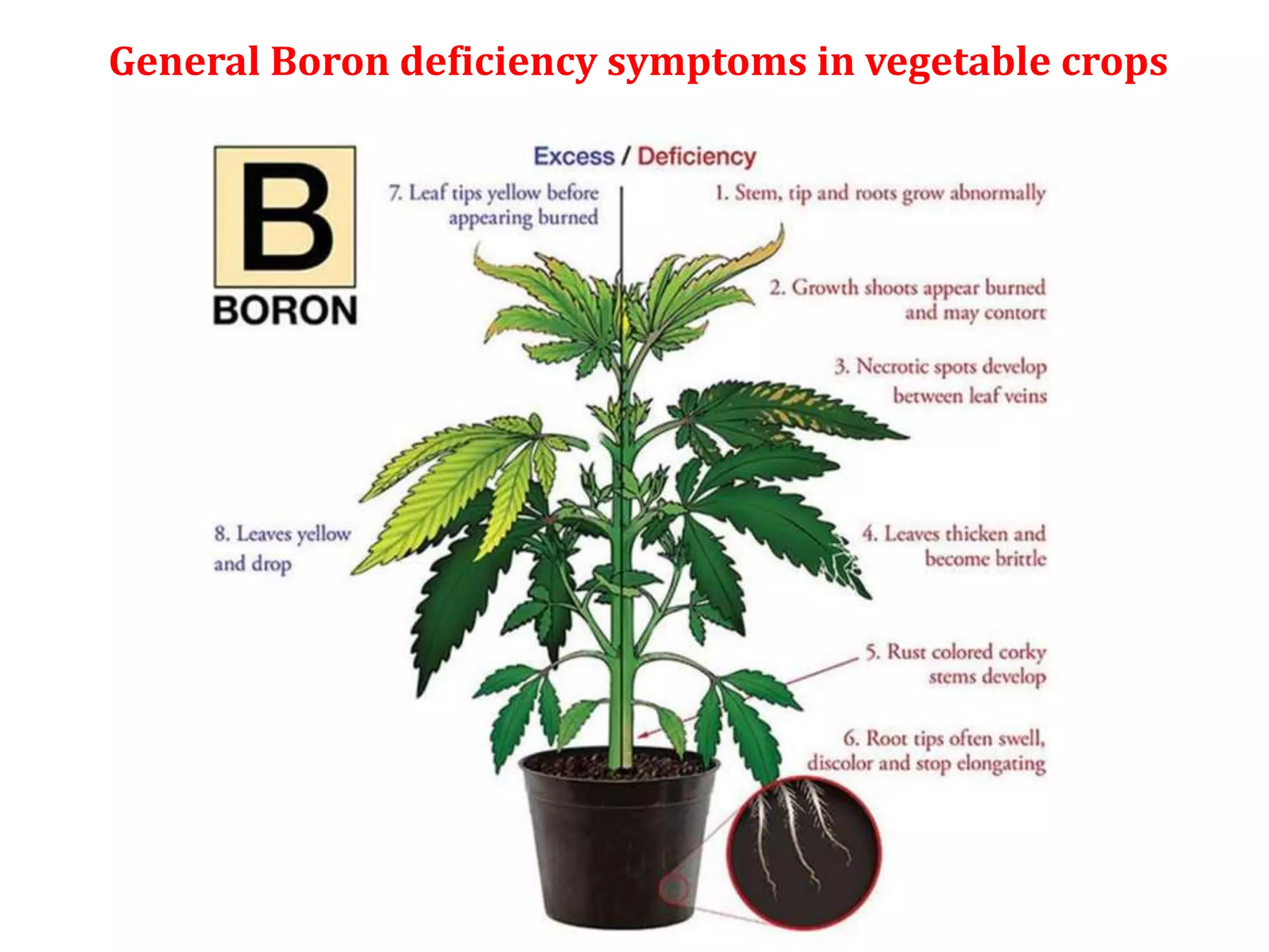 Importance and use of micro-nutrient 'Boron' in vegetable crops | PPTX