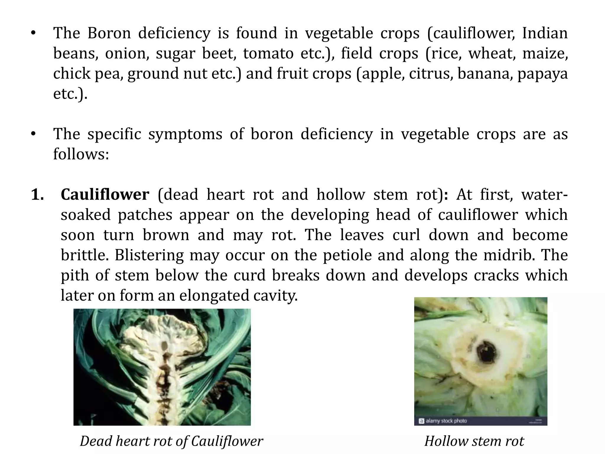 Importance and use of micro-nutrient 'Boron' in vegetable crops | PPTX