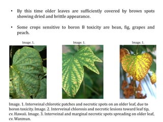Importance and use of micro-nutrient 'Boron' in vegetable crops | PPTX