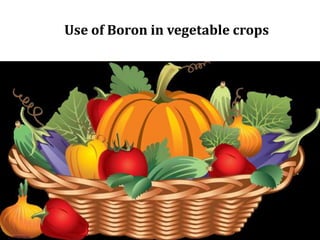 Importance and use of micro-nutrient 'Boron' in vegetable crops | PPTX