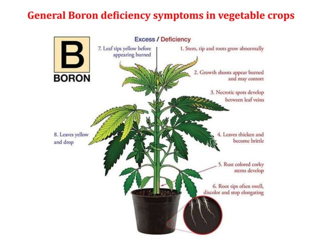 Importance and use of micro-nutrient 'Boron' in vegetable crops