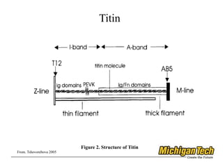 Mechanical Properties of Collagen Molecule | PPT