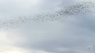 [Perforce] Swarm: Development is Magic | PPT | Free Download