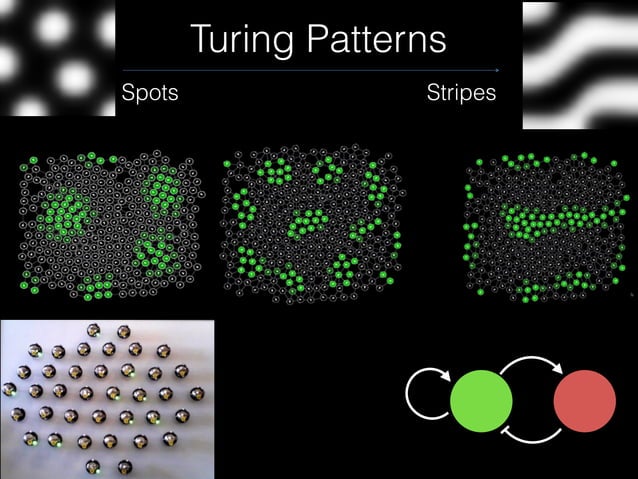 Swarming robots | PDF | Genetics | Science