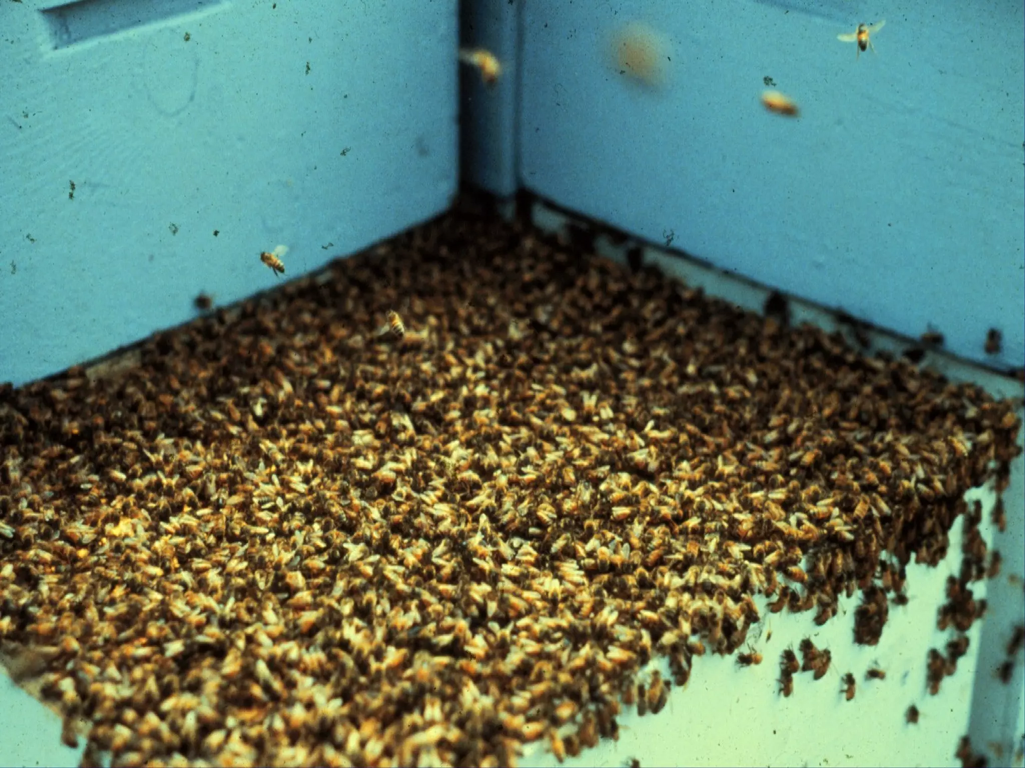 Swarm management | PPT