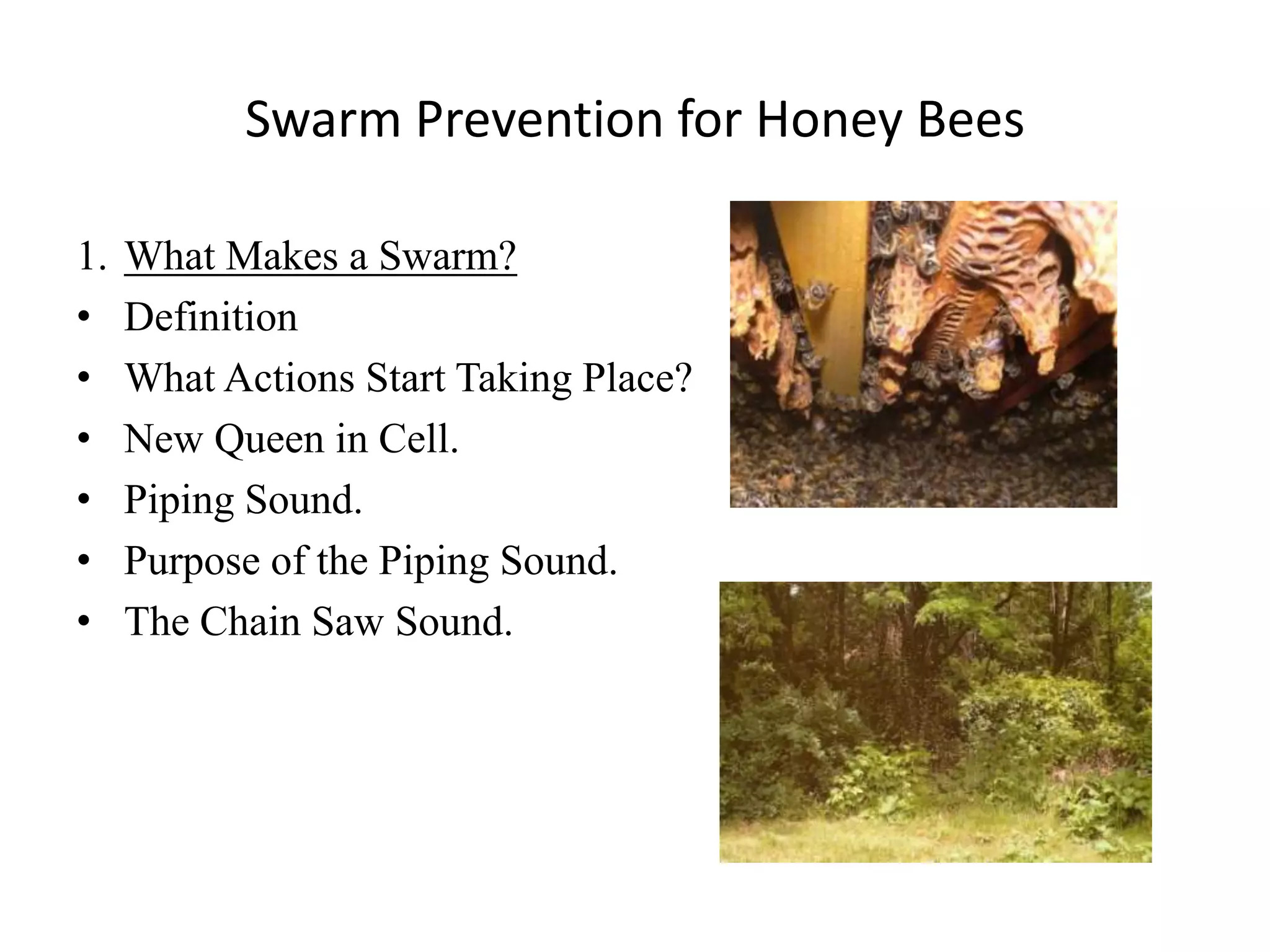 Swarm Prevention For Honey Bees | PPTX