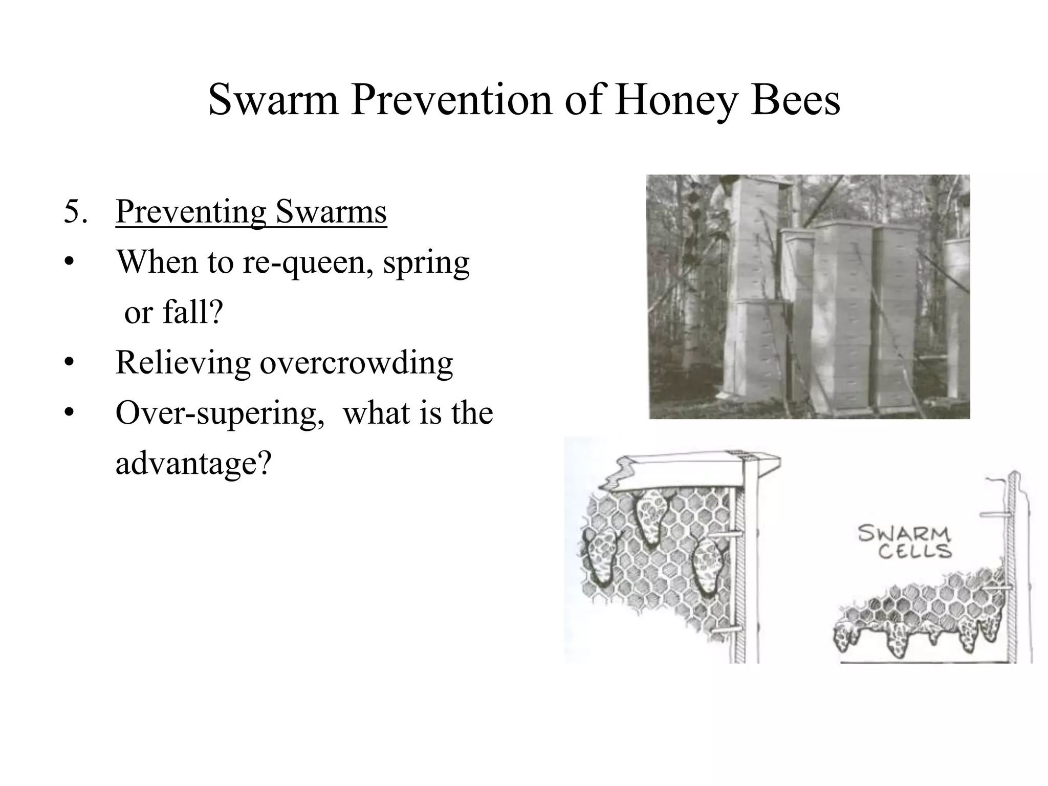 Swarm Prevention For Honey Bees | PPTX
