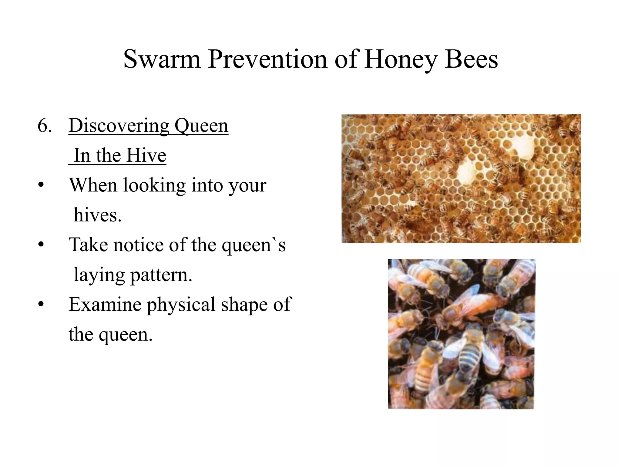 Swarm Prevention For Honey Bees | PPTX